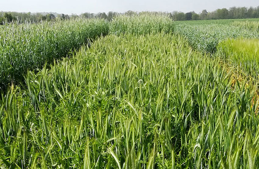 Effet de la date de semis des Cive d’hiver en région Centre | ARVALIS