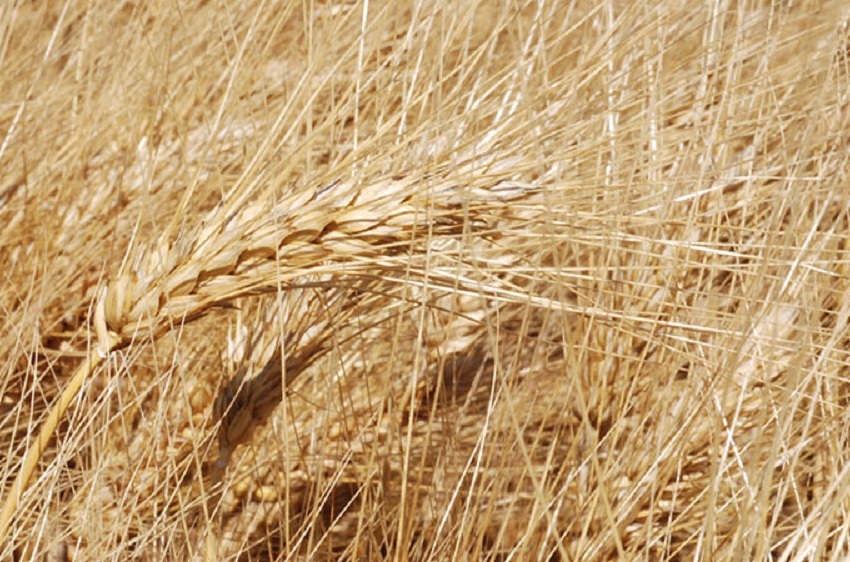 Faut-il semer du blé dur tous les ans en Occitanie ? | ARVALIS