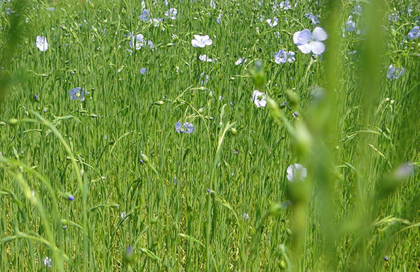 50 ans de progrès génétique en lin fibre | ARVALIS