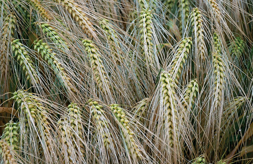 Sud-Ouest : les résultats des essais variétés d'orge d'hiver en 2022 ...