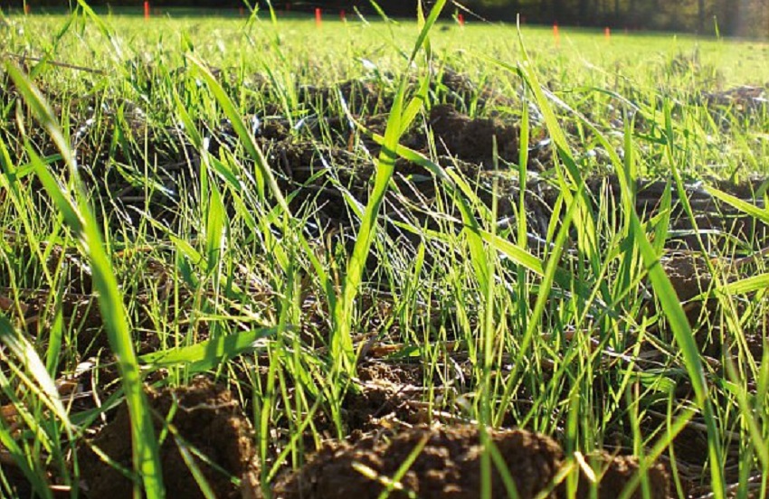 Comment gérer le ray-grass en céréales en Lorraine en 2022 | ARVALIS