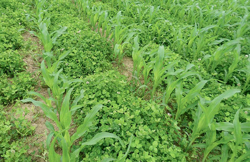 Le semis de maïs sous couvert au banc d’essais | ARVALIS