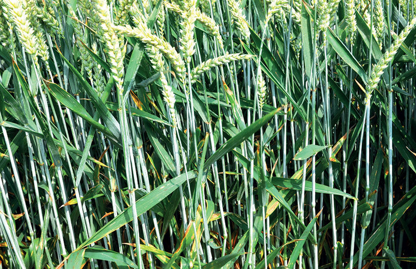 Décaler les semis sans entamer le potentiel de rendement ? | ARVALIS