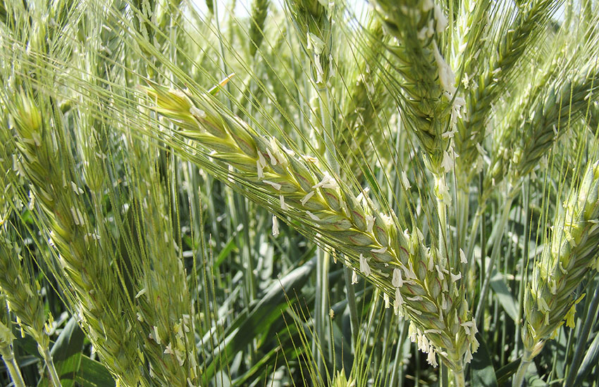 Triticale : une conduite à adapter à la variété | ARVALIS