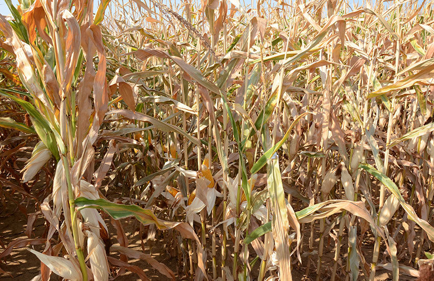 Séchage du maïs grain : attention aux mauvaises économies | ARVALIS