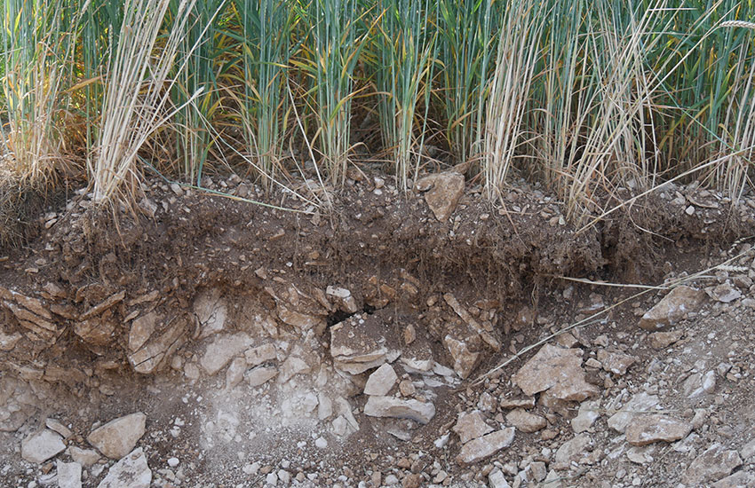 Fertilité biologique du sol : un guide pour interpréter 12 indicateurs ...