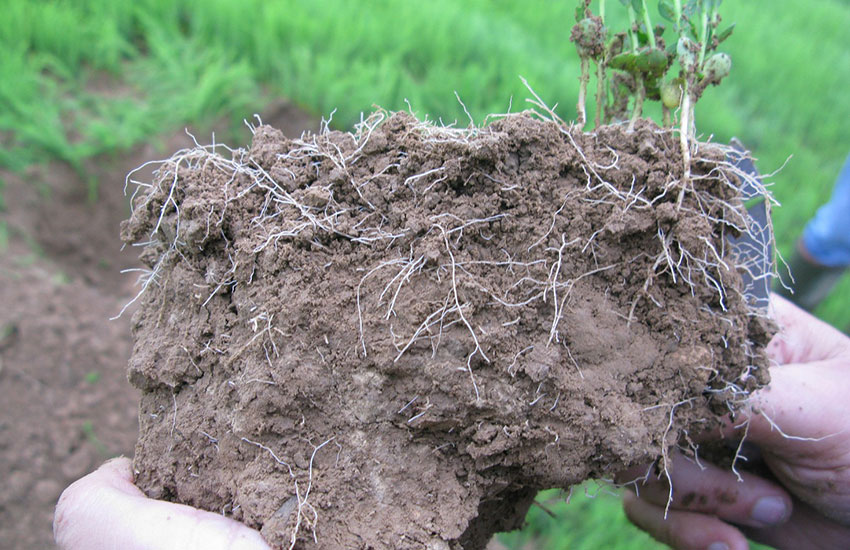 Fertilité et nutrition du lin : tout commence par les racines | ARVALIS