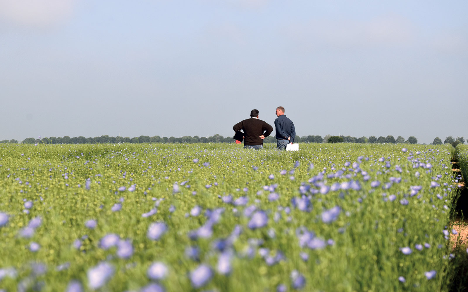 Cultiver du lin fibre en 2023 | ARVALIS