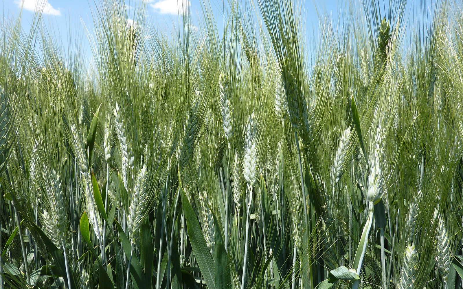 Guide de culture du blé dur en Centre, Ile-de-France | ARVALIS