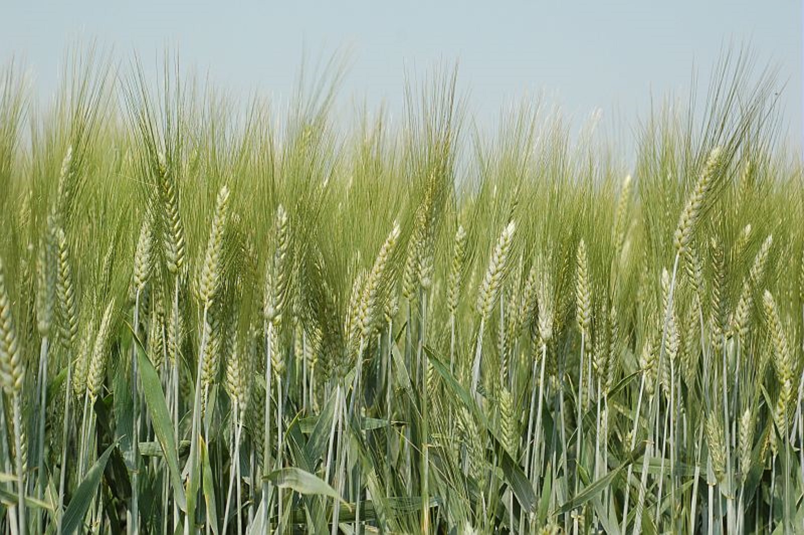 Les variétés de blé dur recommandées dans l’Ouest-Océan | ARVALIS