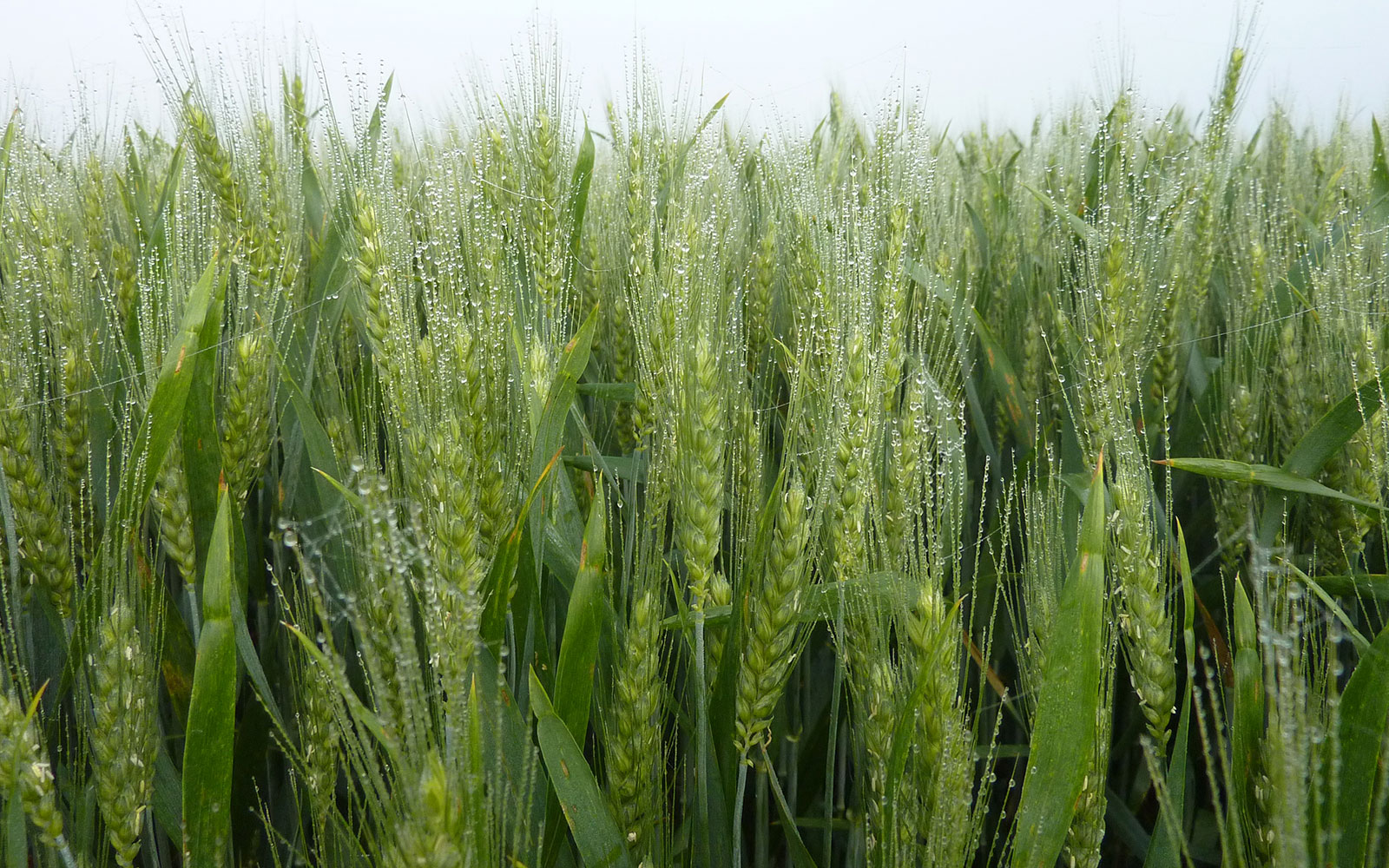 Résultats des essais variétés de blé dur en Méditerranée | ARVALIS