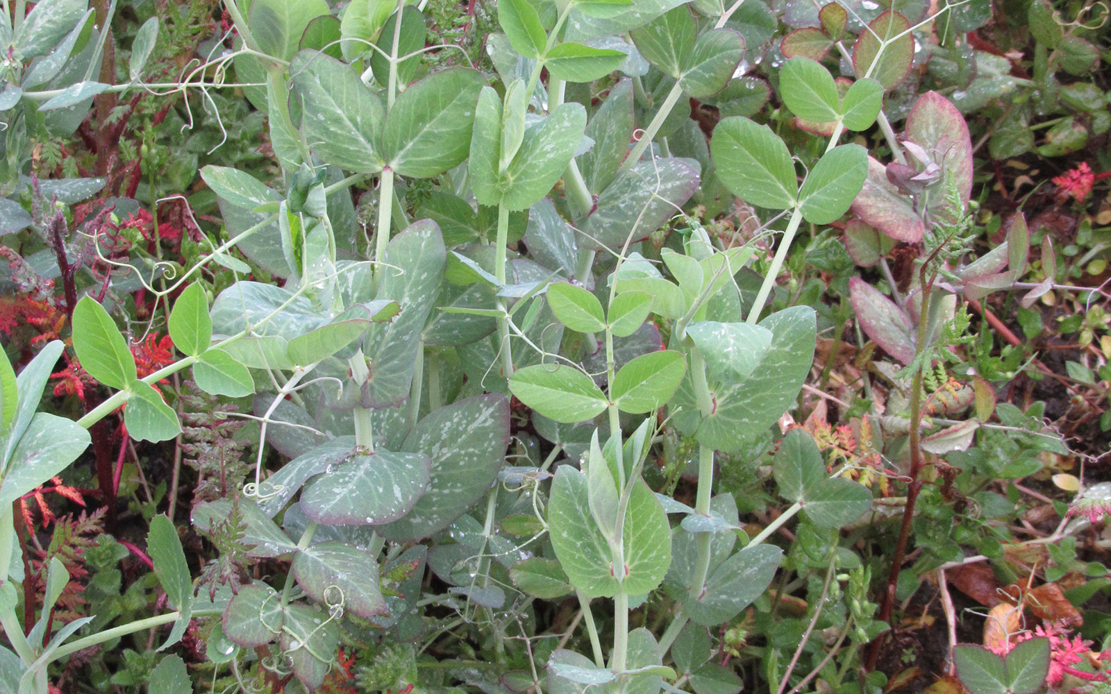 Diversification des rotations : ce que dit la nouvelle BCAE N°7 | ARVALIS