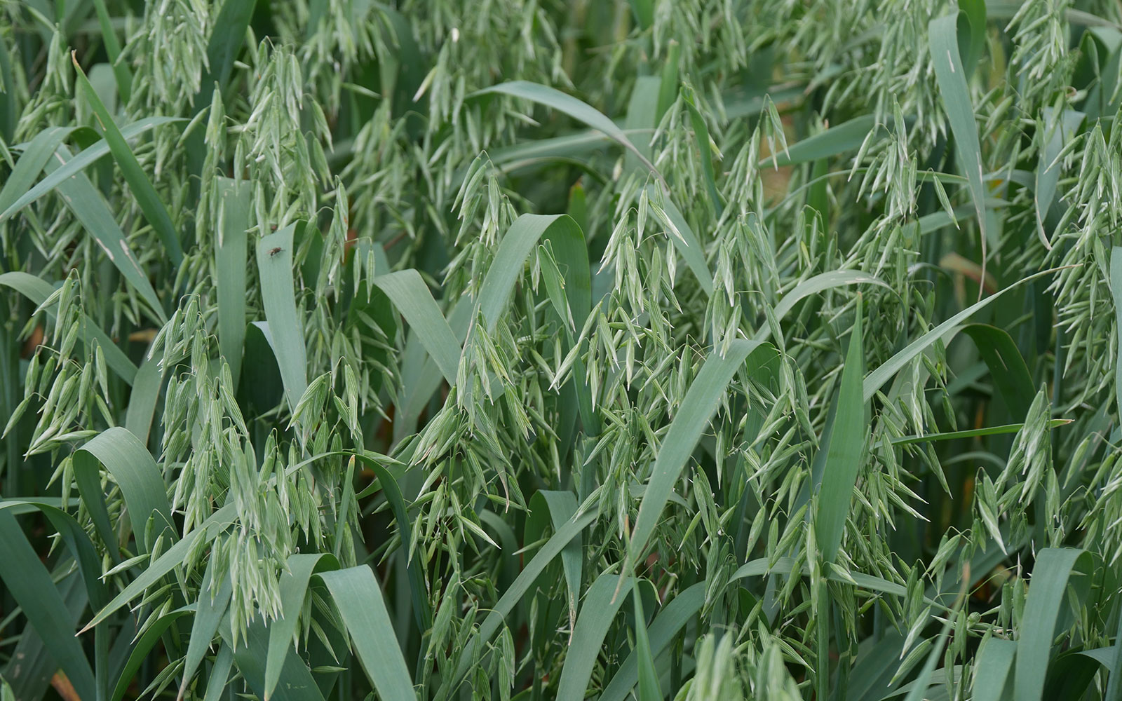 Variétés d’avoine : les cotations mises à jour | ARVALIS