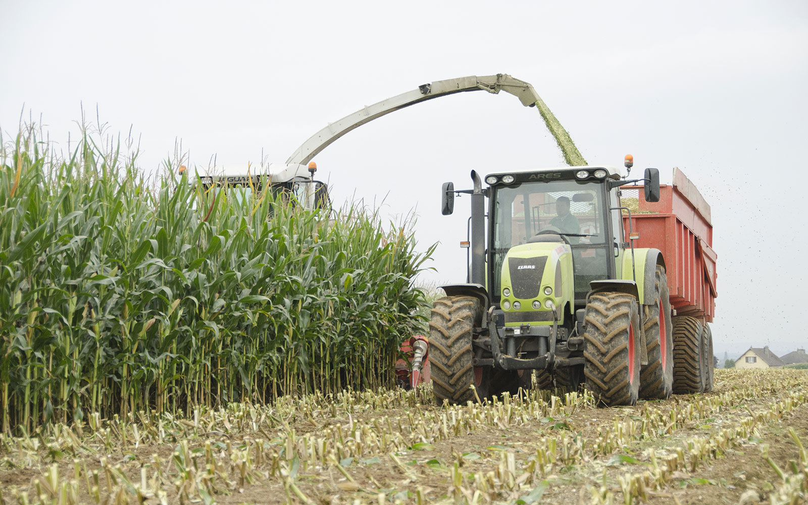 Maïs : les prévisions des dates d’ensilage 2025 | ARVALIS