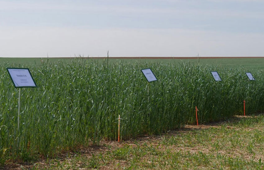 Cive d'hiver : quelle espèce est la plus adaptée aux sols superficiels ...