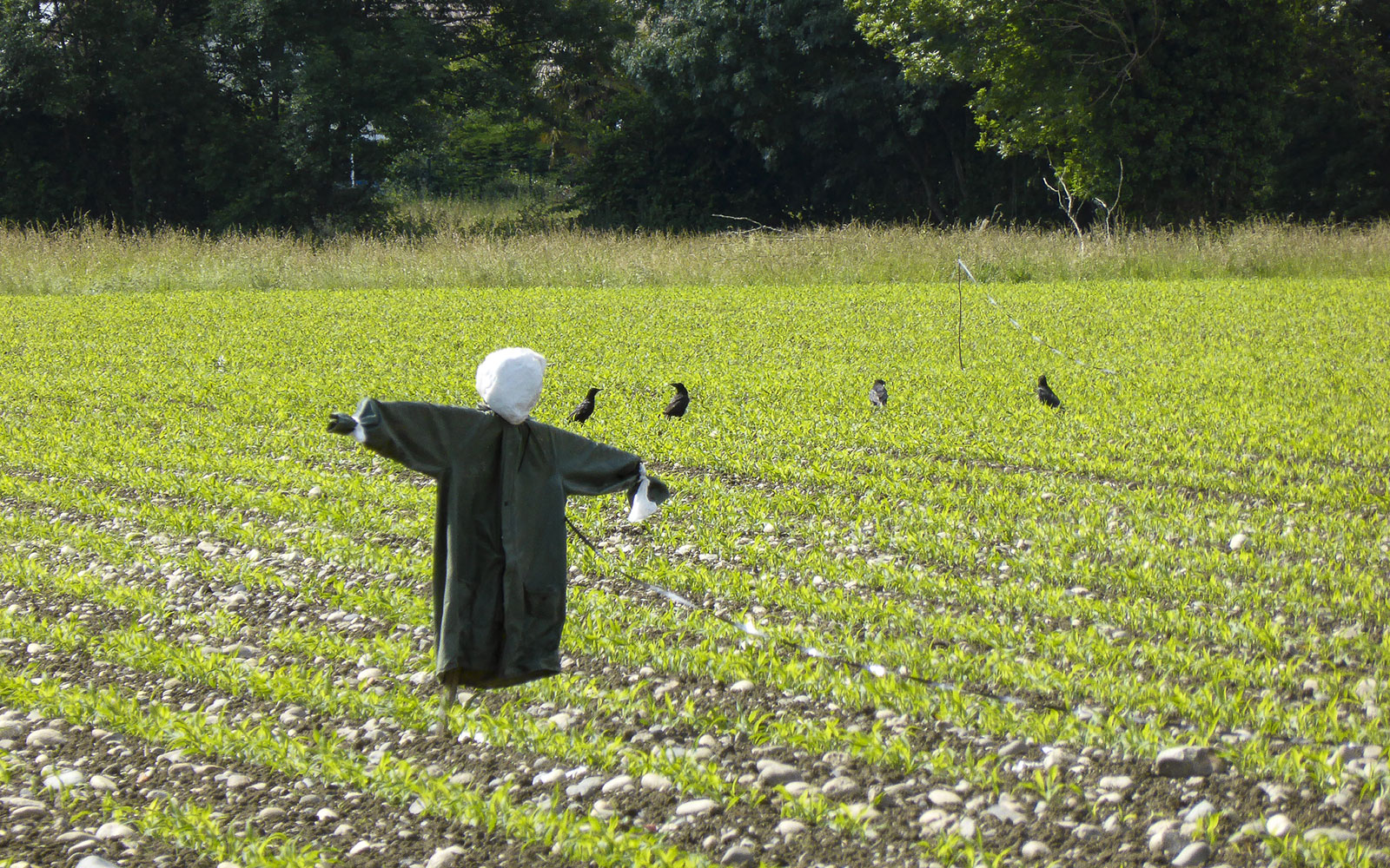 Protection du maïs : les traitements de semences corvifuges à l'essai ...