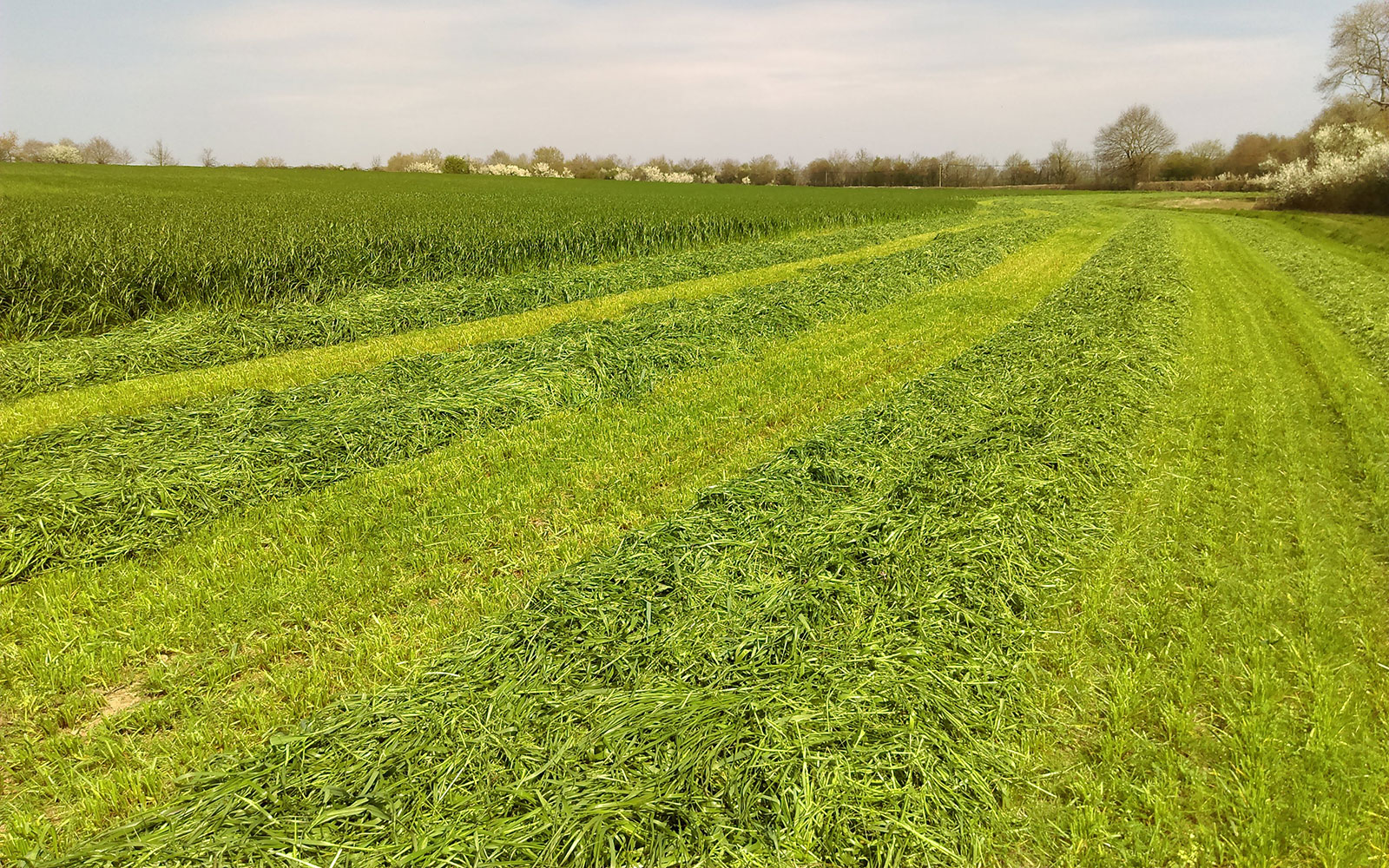 Ensilage d’herbe : les premiers chantiers début avril | ARVALIS