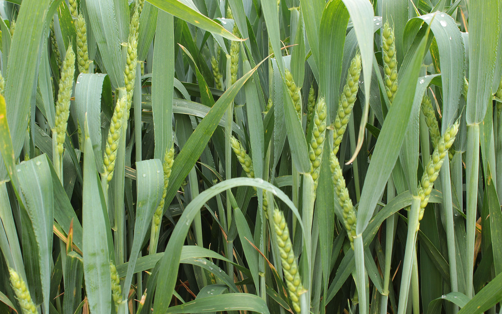 Gérer le dernier apport azoté 2023 sur céréales en Pays de la Loire ...