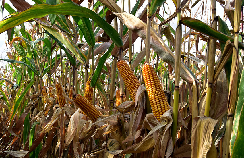 Maïs : nos recommandations variétales pour le Nord | ARVALIS