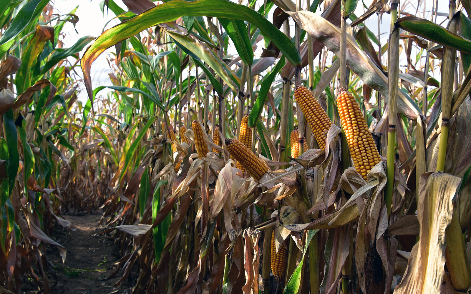 Performances des variétés de maïs grain bio évaluées en 2022 | ARVALIS
