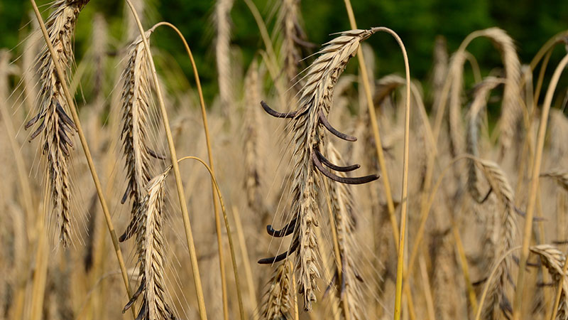 Les quatre étapes du cycle biologique de l'ergot | ARVALIS