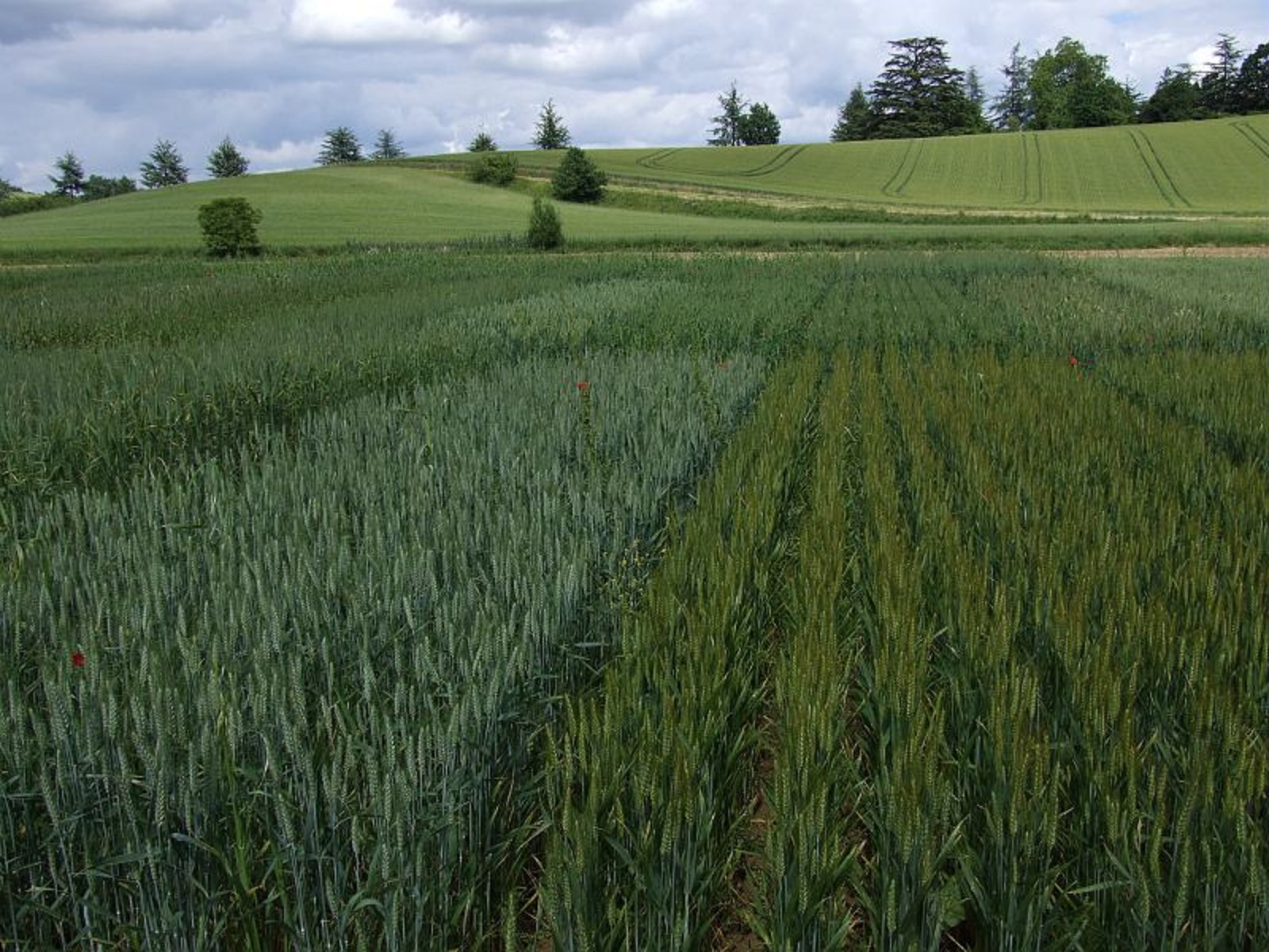 Blé dur conduit en AB : bilan des essais variétés 2024 en vidéo | ARVALIS