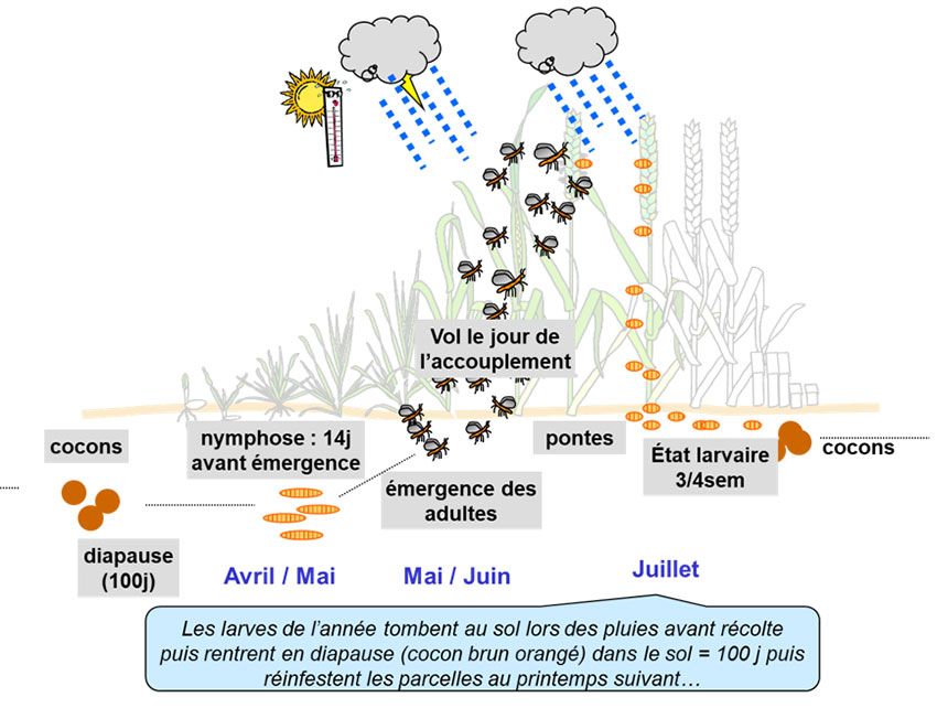 Présence de cécidomyies orange sur blé en 2023 | ARVALIS