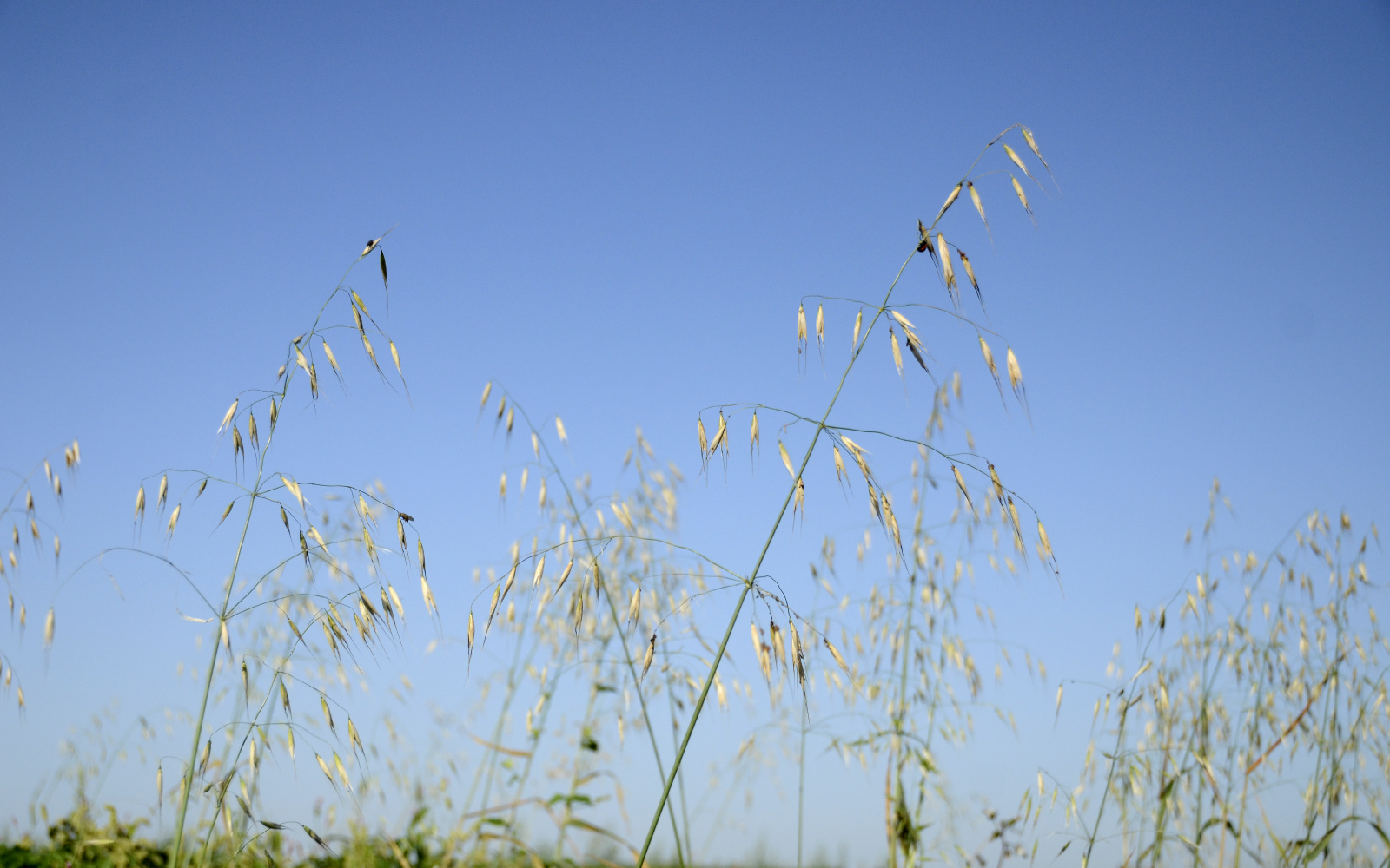 L’écimage : un levier de plus pour gérer les folles-avoines | ARVALIS