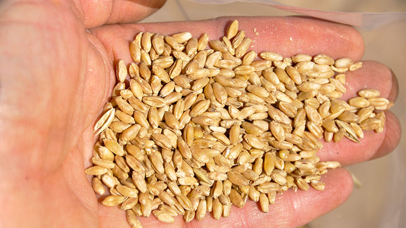 Blé dur : les dates et densités de semis recommandées en 2023 | ARVALIS