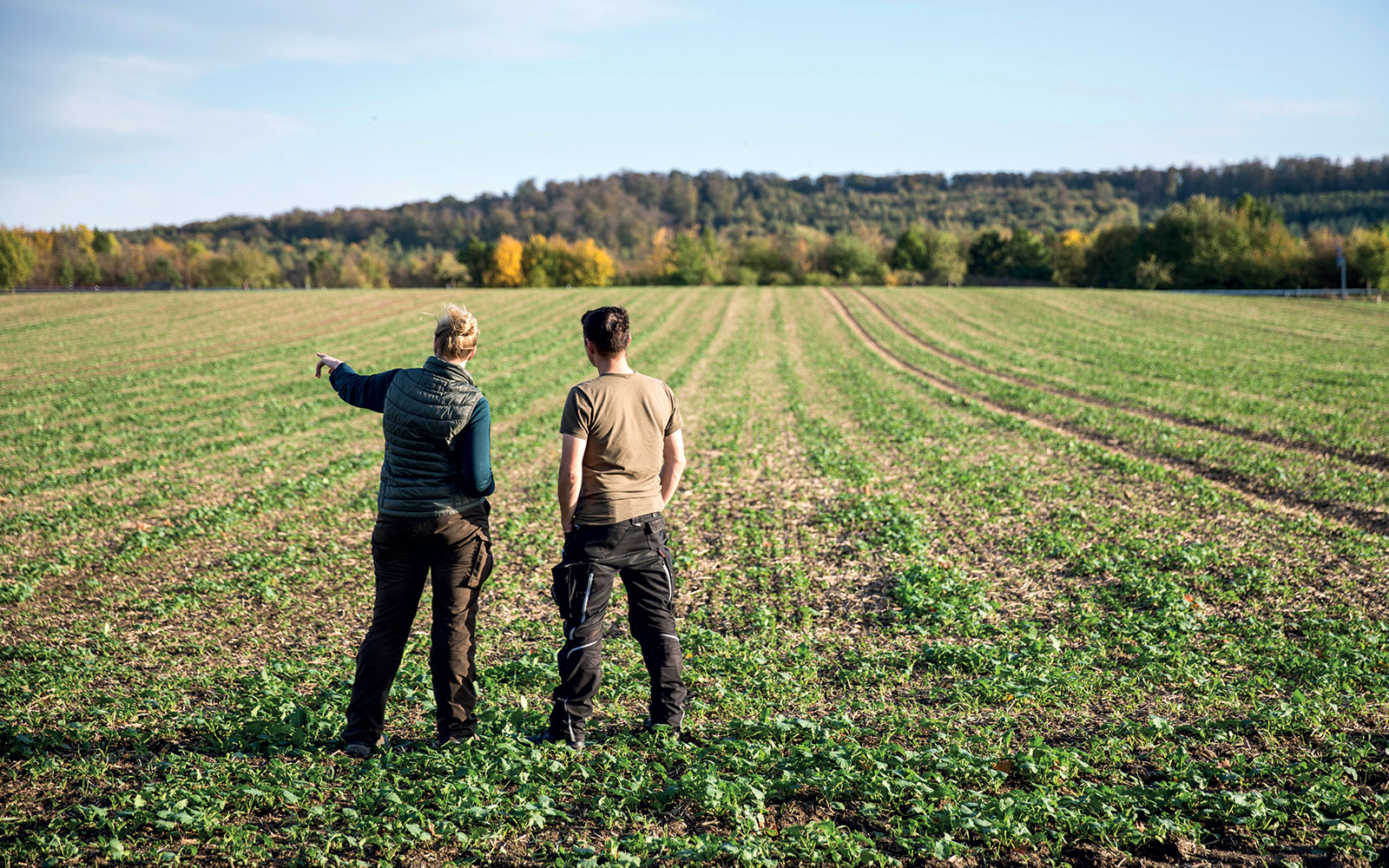 Blé, colza, pois : les recommandations techniques pour l’automne 2025 | ARVALIS