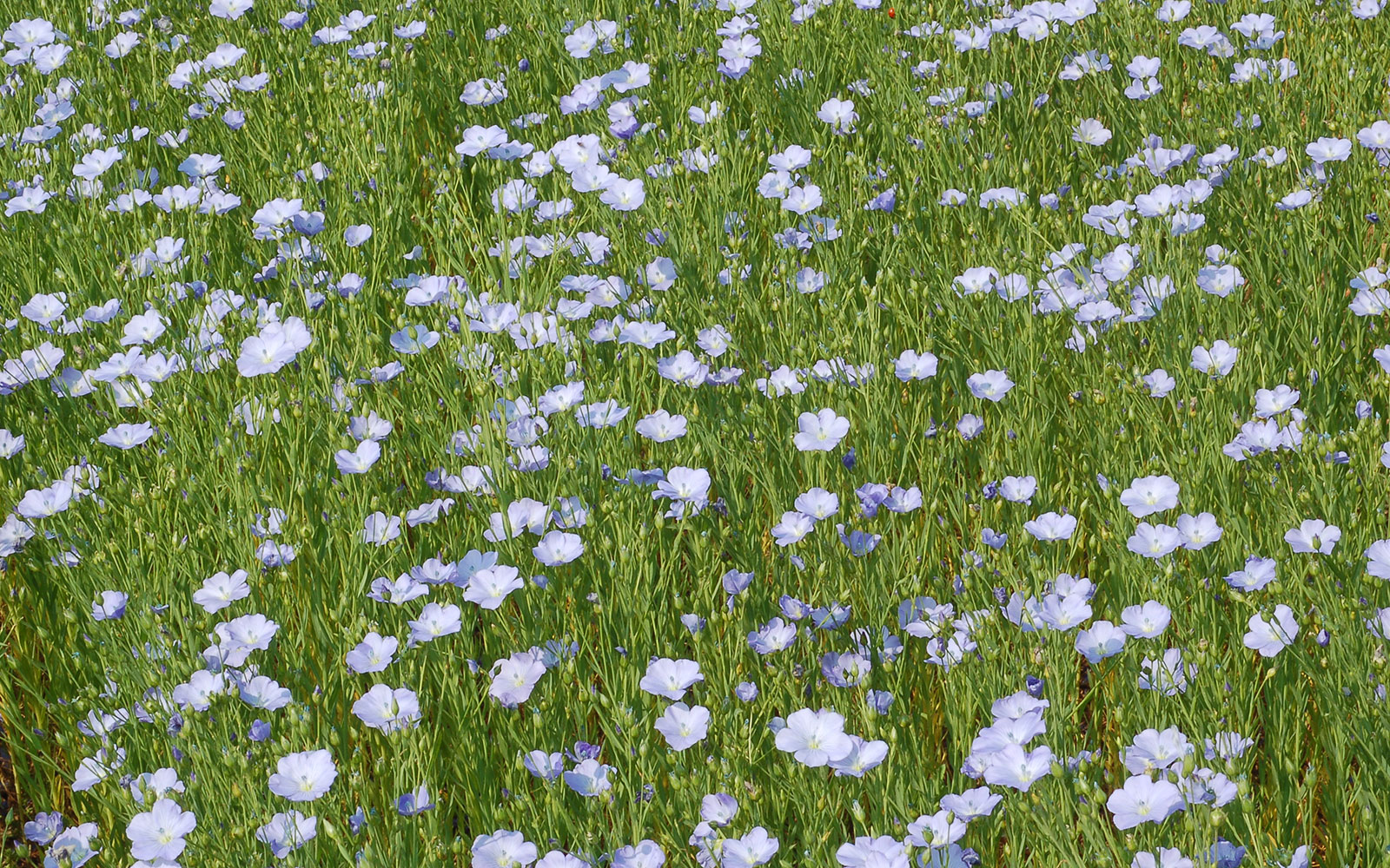 Consultez le dernier BSV lin fibre | ARVALIS