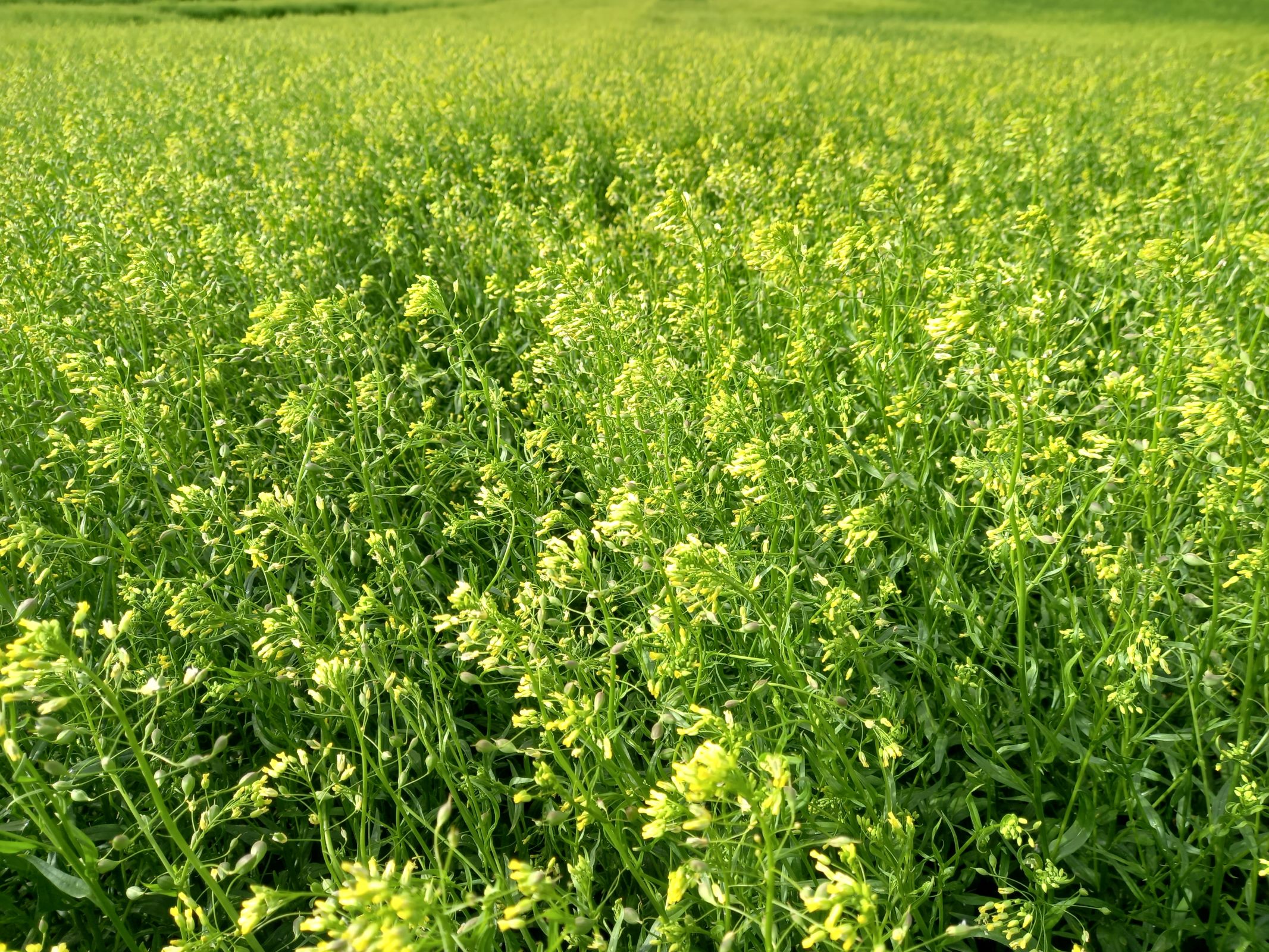 Conduite de la cameline en interculture | ARVALIS