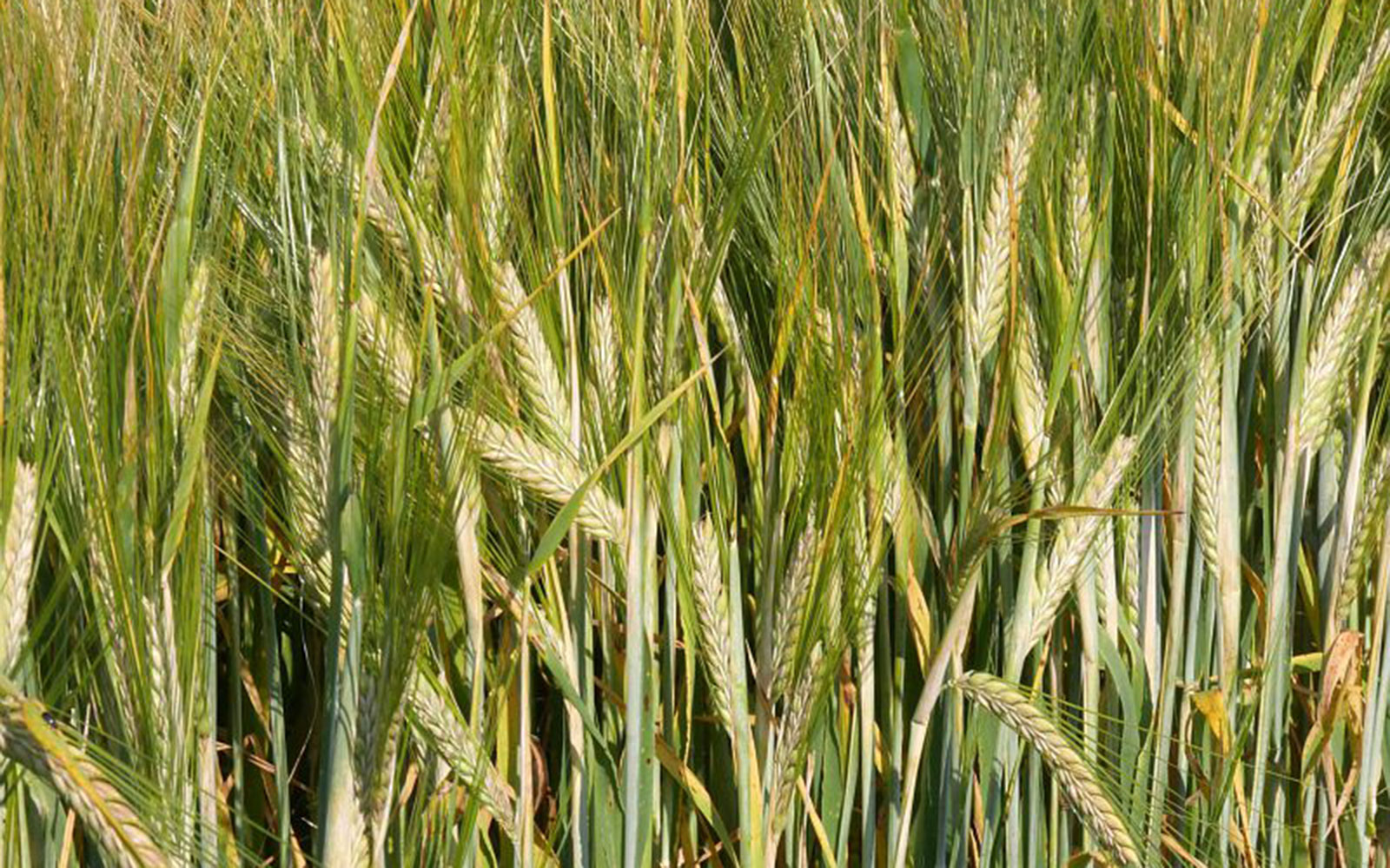 Des variétés d'orge de printemps conduites en AB testées en Bourgogne ...