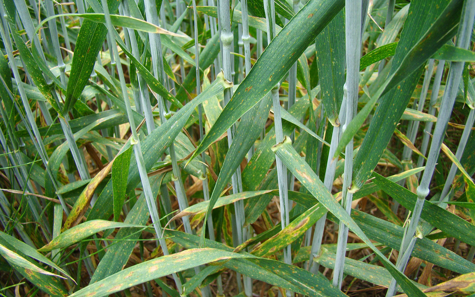 Blé dur : Propositions de programme fongicides pour le Sud-Ouest | ARVALIS