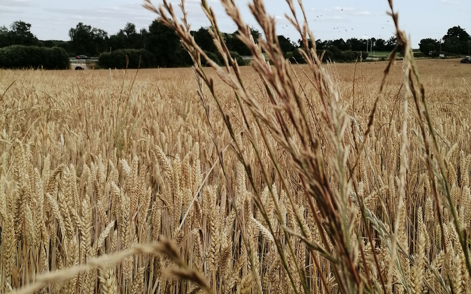 Gérer les ray-grass à la récolte dans l'Ouest | ARVALIS