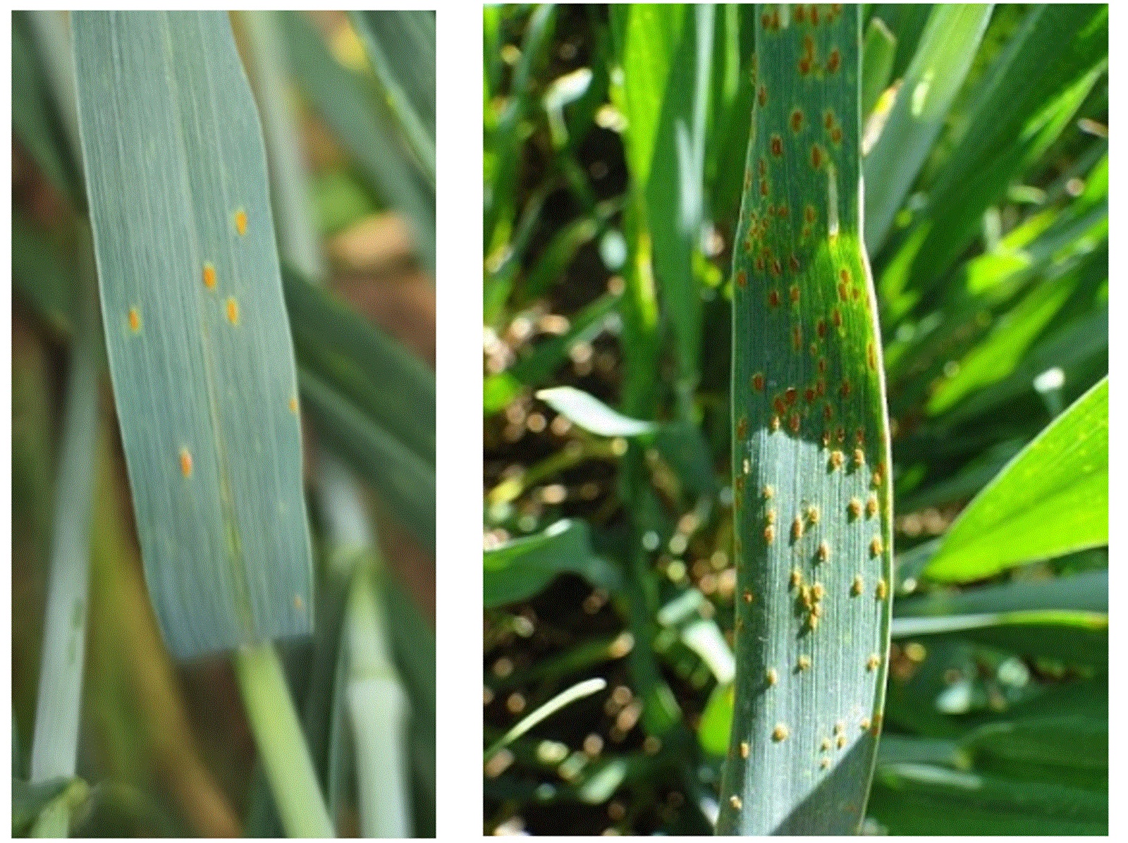 Stratégies de lutte contre les rouilles en 2025 en Normandie | ARVALIS
