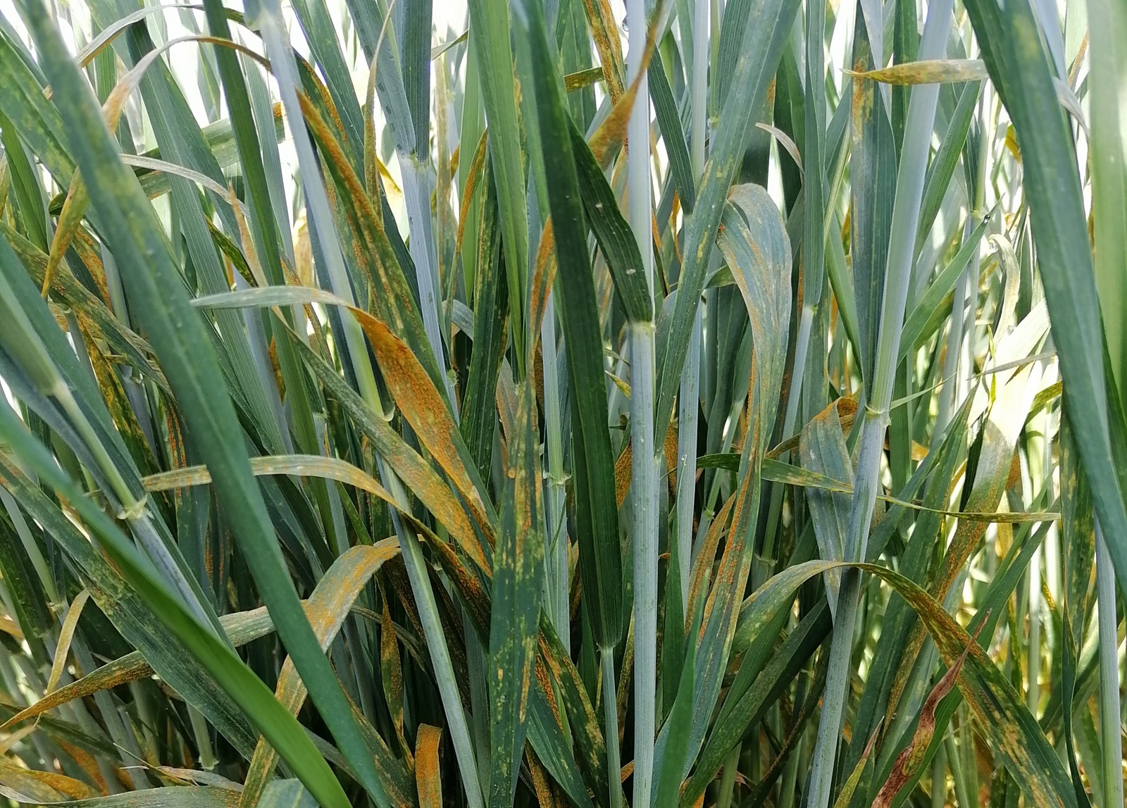 Le risque rouille jaune sur blé 2025 en Centre IDF Auvergne Limousin ...