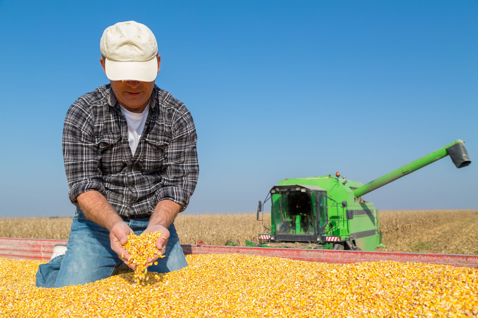 Les préconisations variétés en maïs grain pour l'Auvergne/Limousin ...