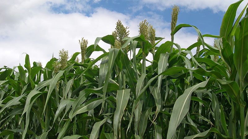 Variétés de sorgho fourrager monocoupe : les derniers résultats | ARVALIS
