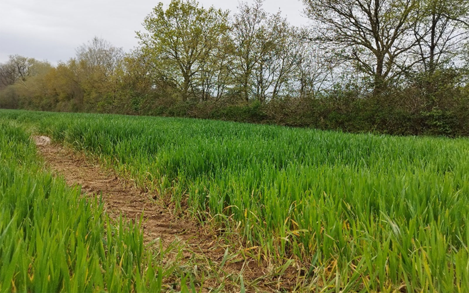 Le tassement du sol amplifie t-il l'effet de la sécheresse ? | ARVALIS