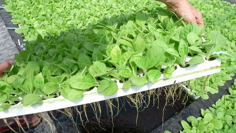 Semis et plantation de tabac : un matériel et des étapes spécifiques ...
