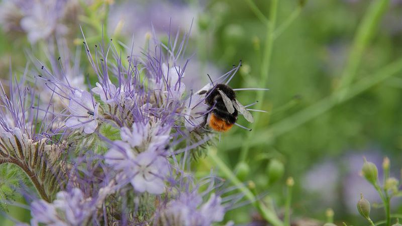 Lutte contre les ravageurs : recourir aux insectes entomophages | ARVALIS