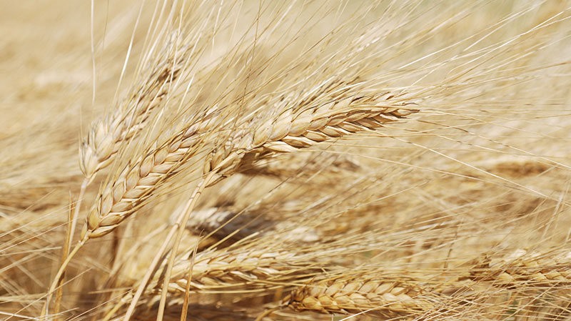 Blé dur : les besoins en azote des variétés réactualisés | ARVALIS