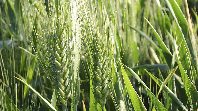Les premiers résultats des variétés blé dur dans le Sud-Ouest | ARVALIS