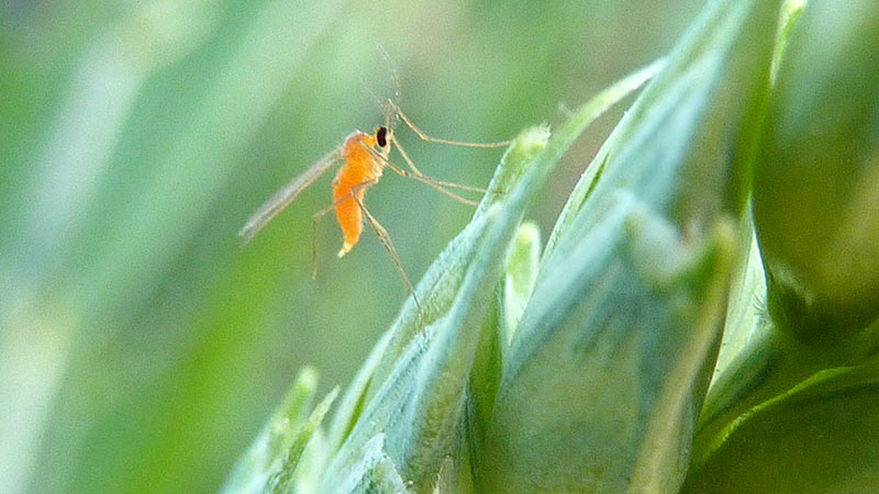 Lutte contre la cécidomyie : positionner un insecticide si besoin | ARVALIS