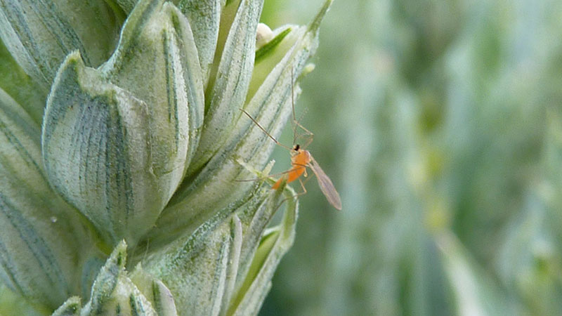 Lutter contre les cécidomyies des fleurs du blé en mai 2022 | ARVALIS