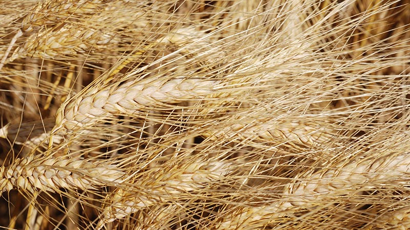 L’Histoire du blé dur en Europe et en France | ARVALIS