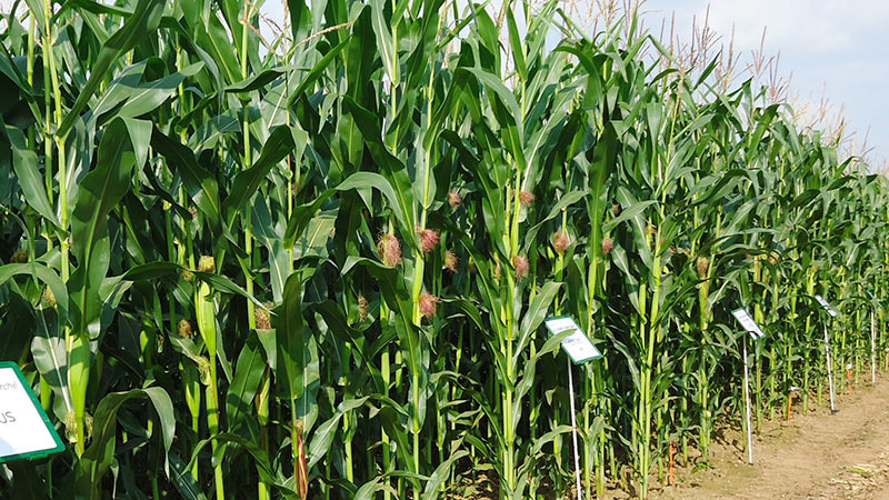 Comment choisir ses variétés de maïs fourrage ? | ARVALIS