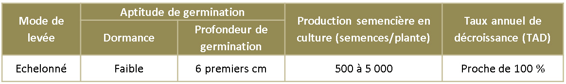 Brome stérile : éléments de biologie et stratégie de désherbage | ARVALIS