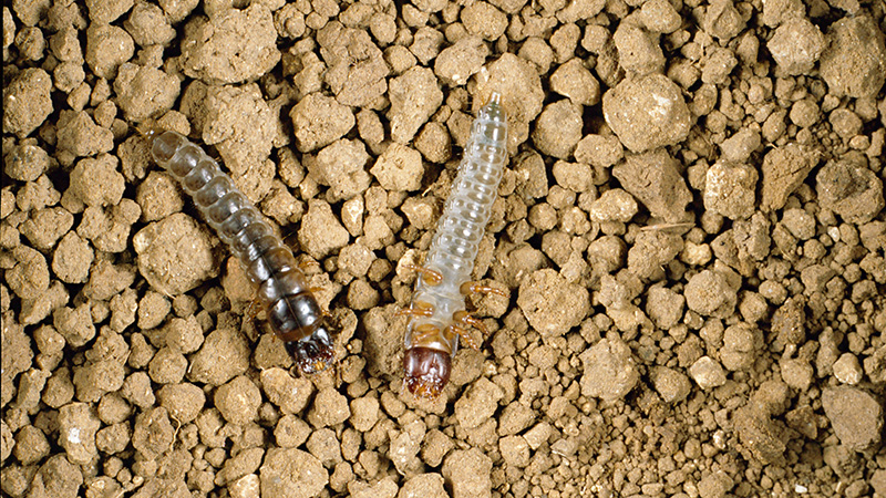 Quels sont les moyens de lutte existants contre la larve du zabre | ARVALIS